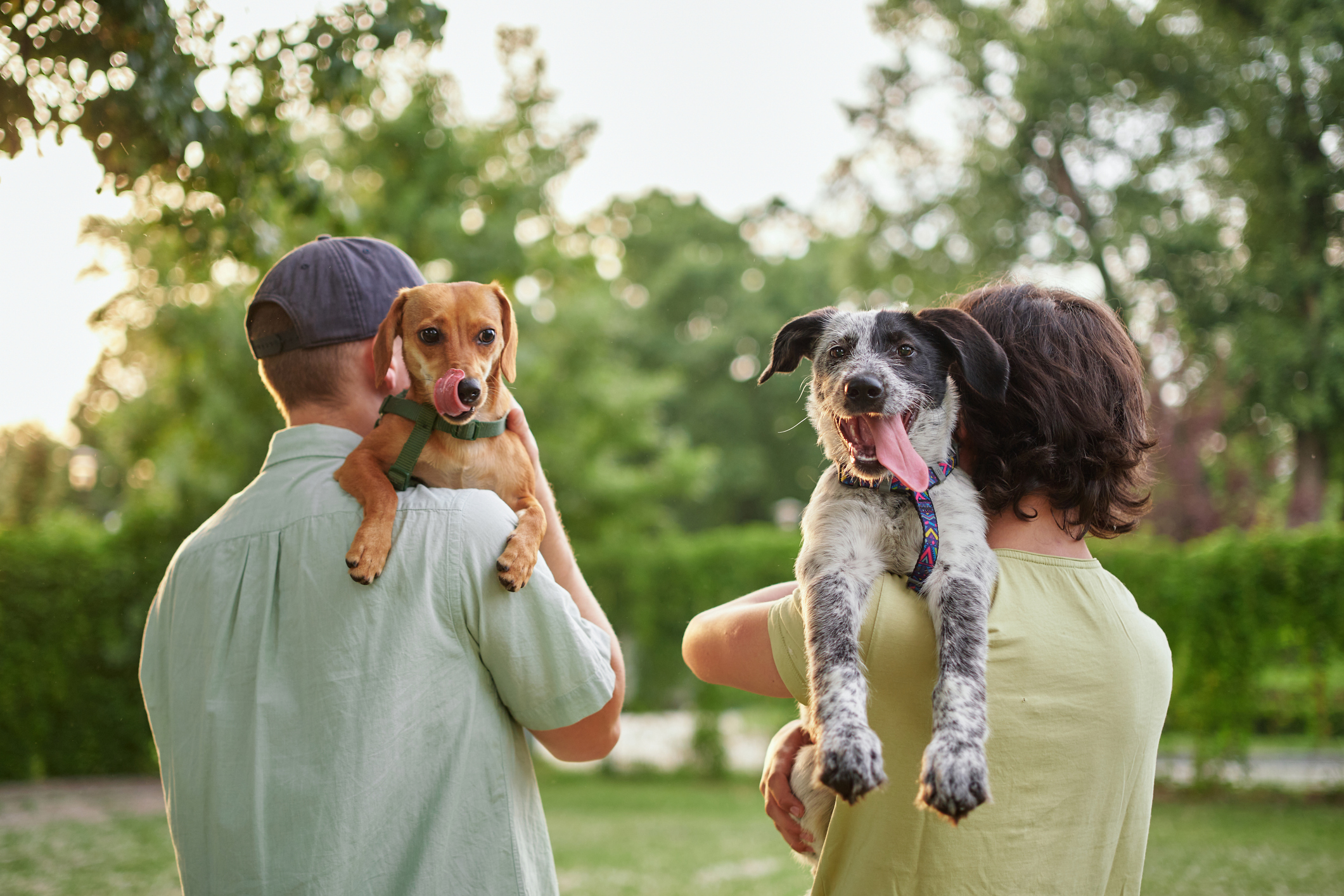 Who gets the family pet after divorce? - Stephens Scown